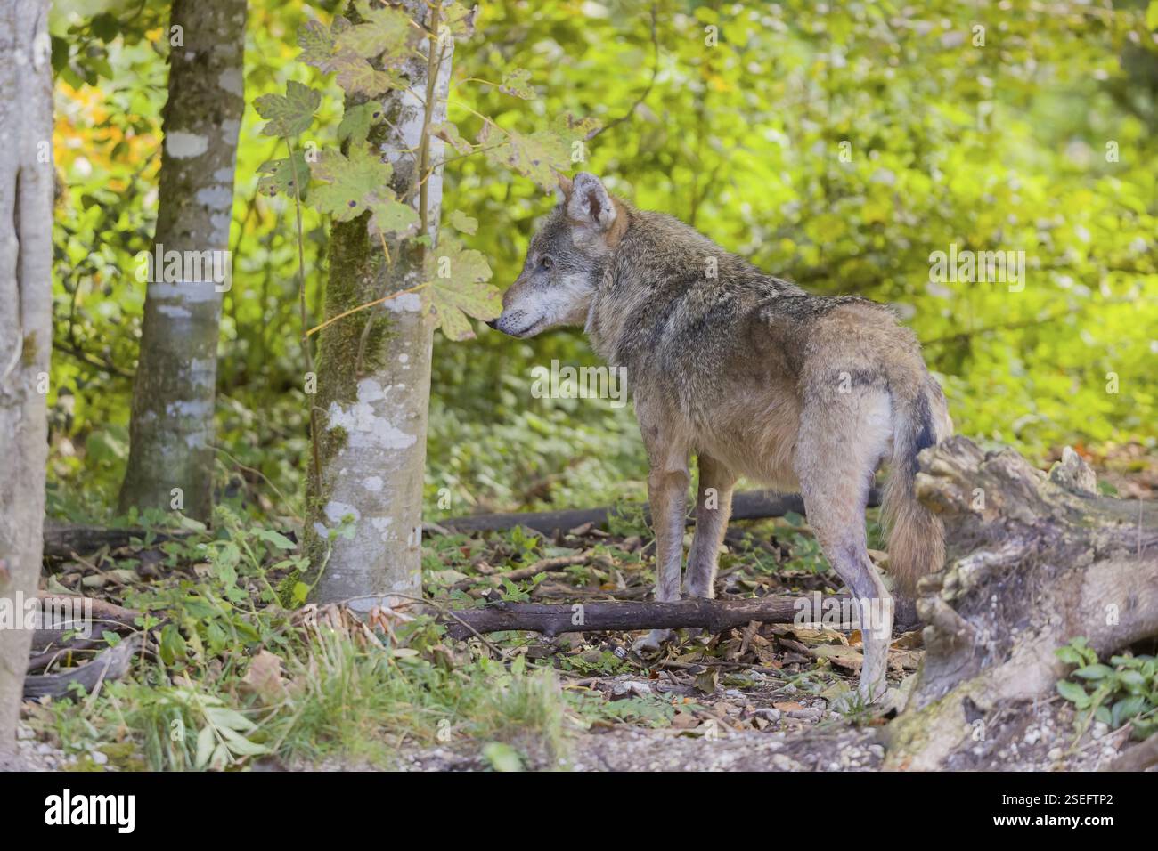 One eurasian gray wolf (Canis lupus lupus) standing in an open forest ...