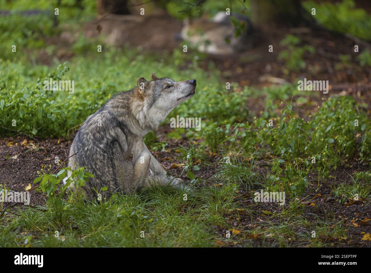 One adult male eurasian gray wolf (Canis lupus lupus) scratching ...