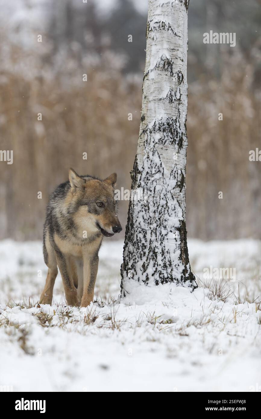 Wolves walking towards you hi-res stock photography and images - Alamy