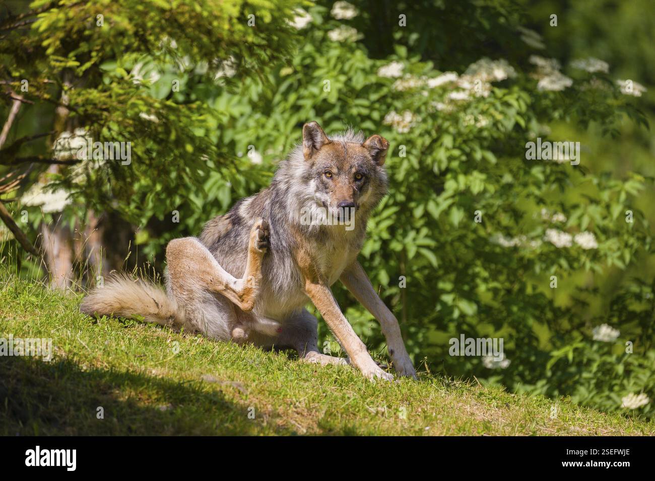 An adult male Eurasian gray wolf (Canis lupus lupus) sits at the edge ...
