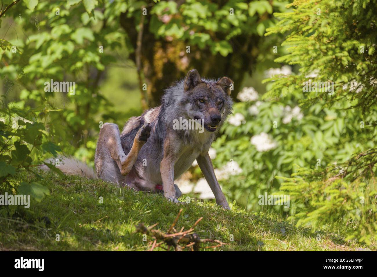 An adult male Eurasian gray wolf (Canis lupus lupus) sits at the edge ...
