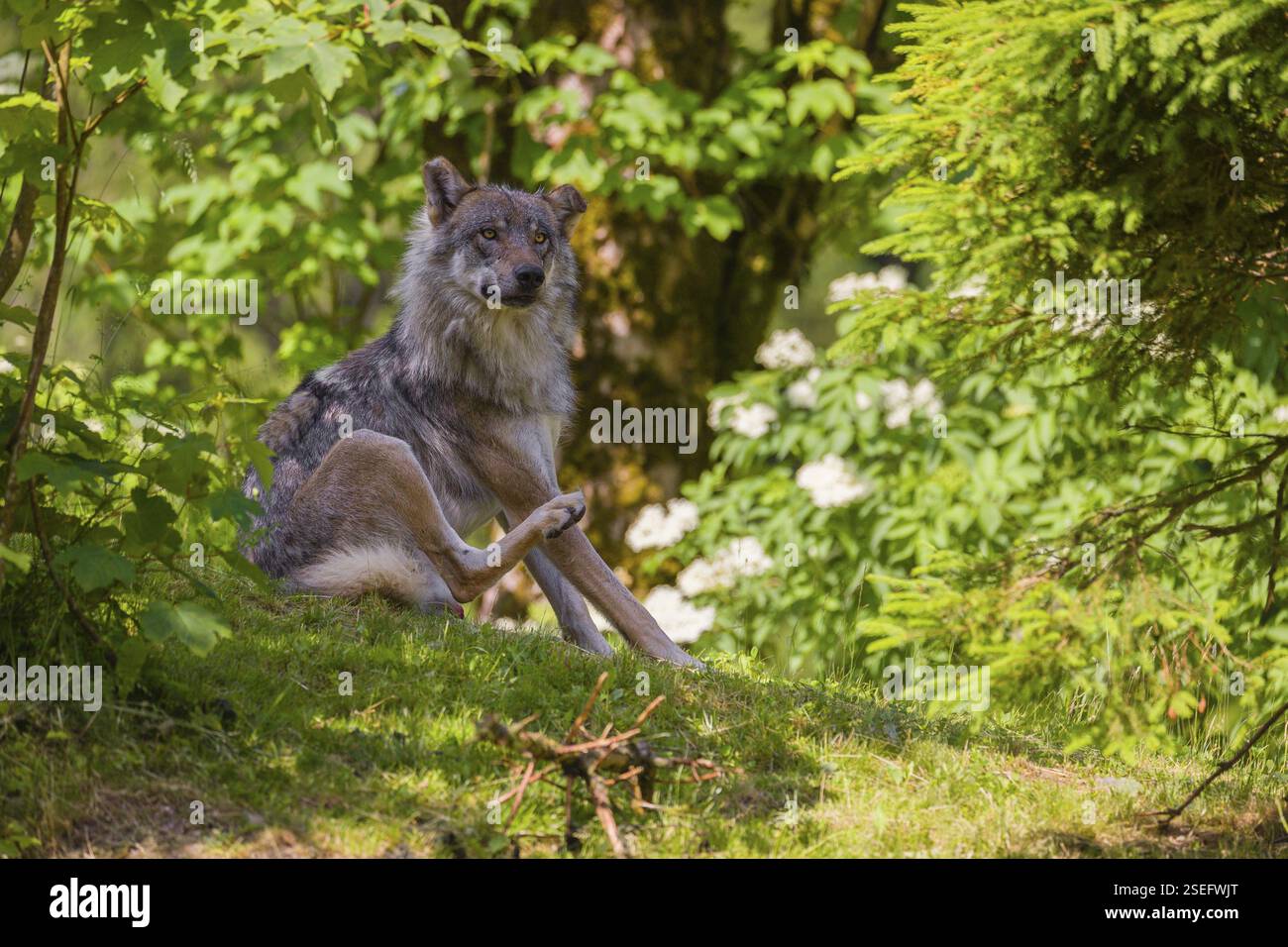 An adult male Eurasian gray wolf (Canis lupus lupus) sits at the edge ...