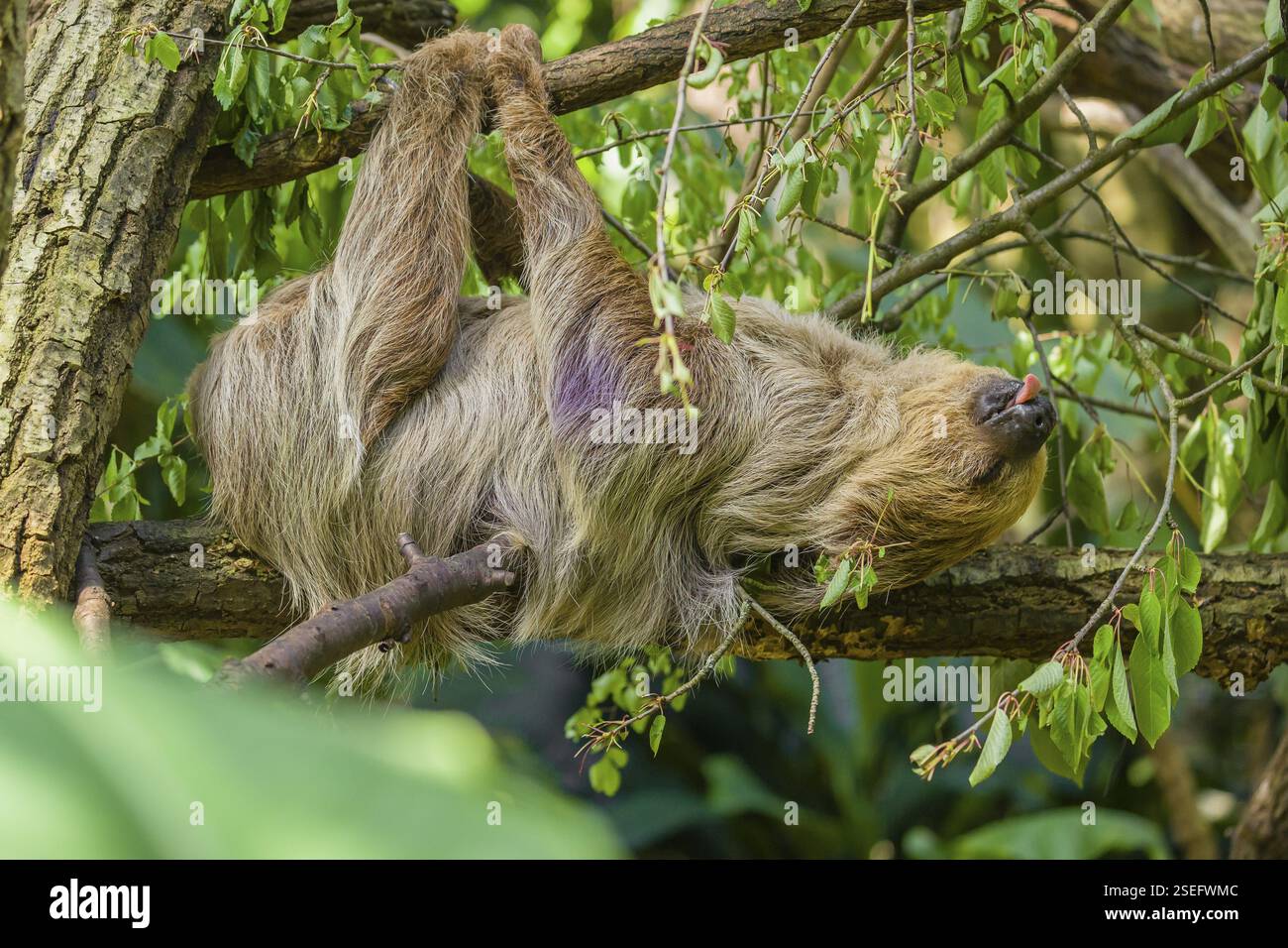 A Linnaeus's two-toed sloth (Choloepus didactylus) hangs down from a ...