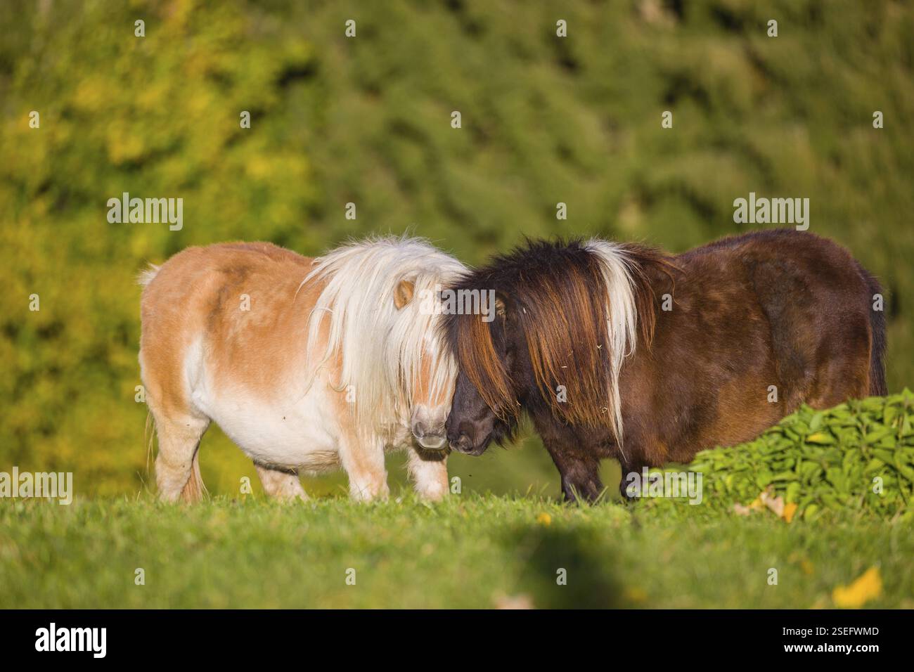 Falabella mare and stallion groom each other. The Falabella (Equus ...