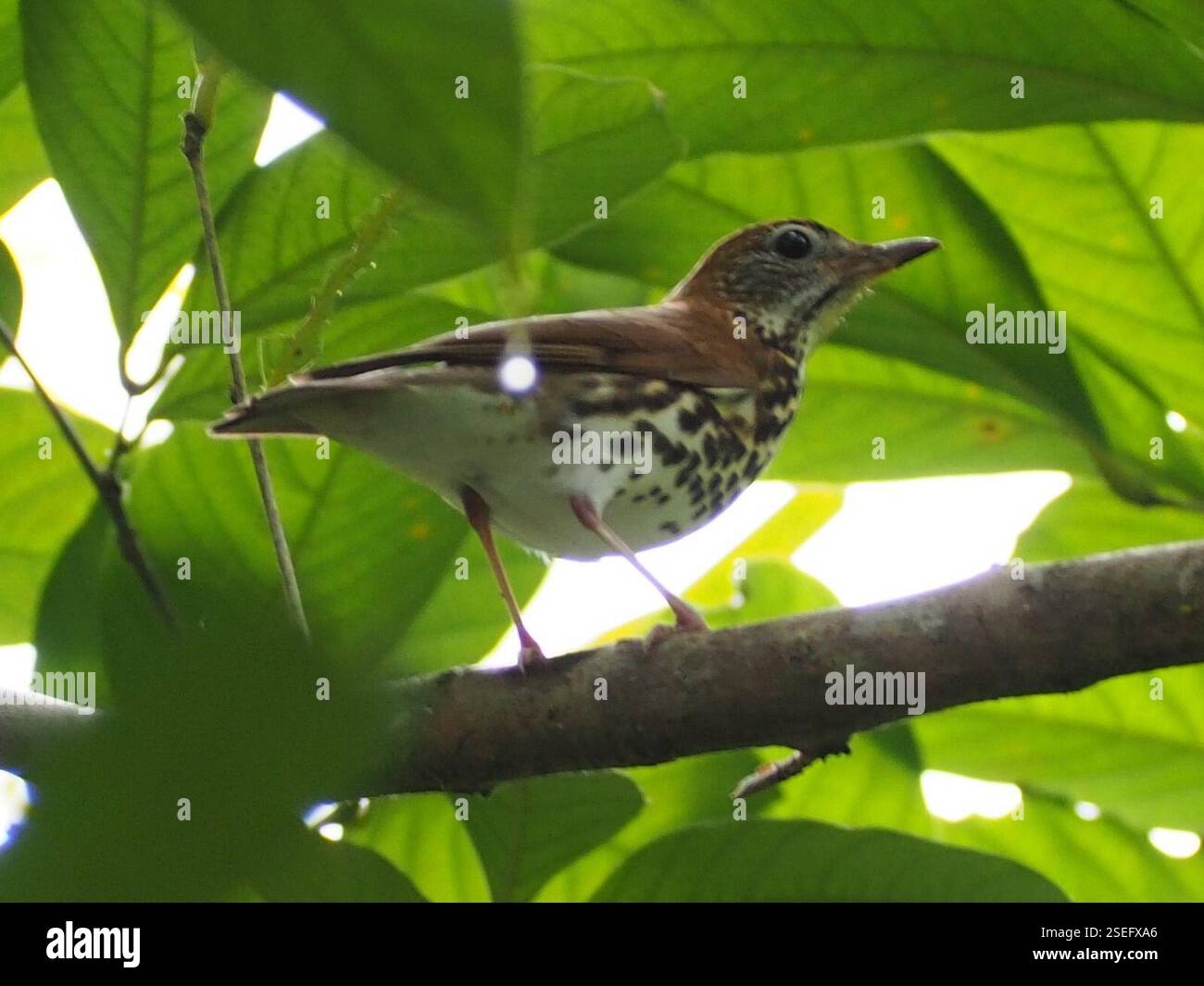 Wood Thrush (Hylocichla mustelina), Aves, Cayo District, Belize Stock ...