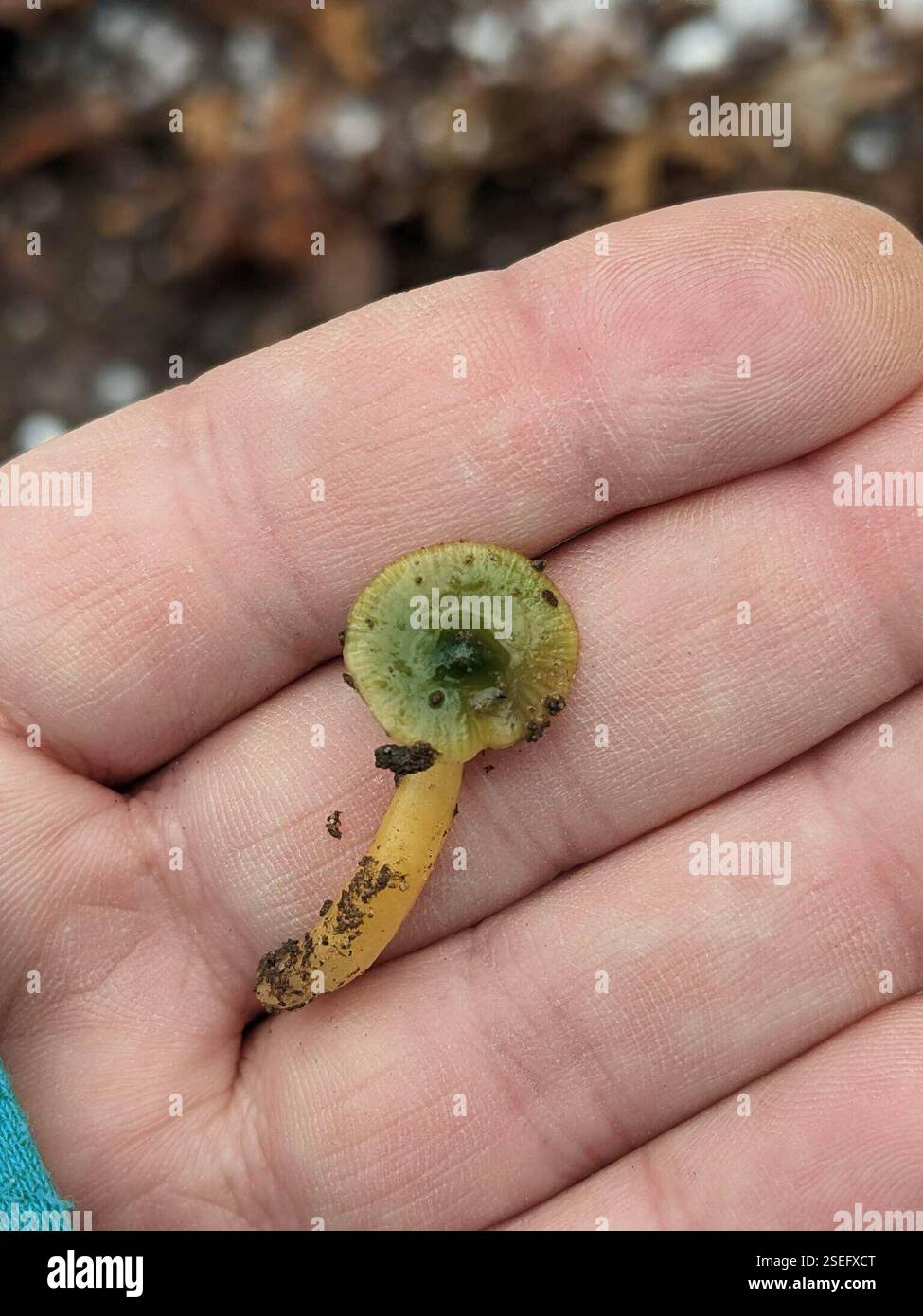 Parrot Mushroom (Gliophorus psittacinus), Fungi, Pelham, ON, Canada ...