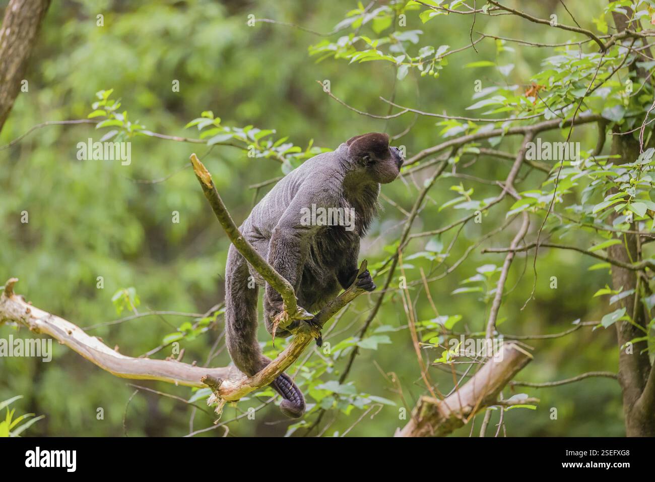 A common woolly monkey, brown woolly monkey, or Humboldt's woolly ...