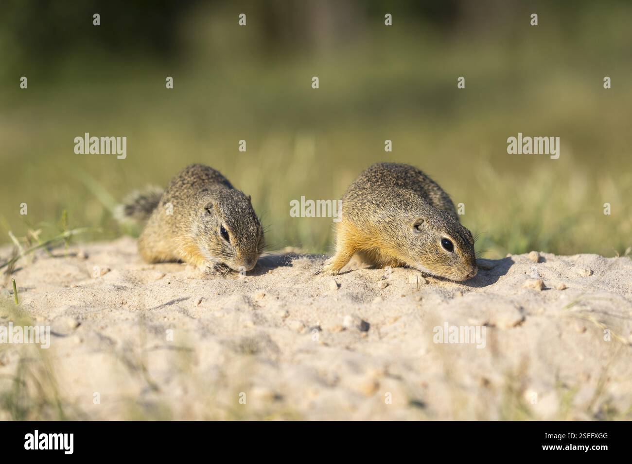 European ground squirrels (Spermophilus citellus) or European souslik ...
