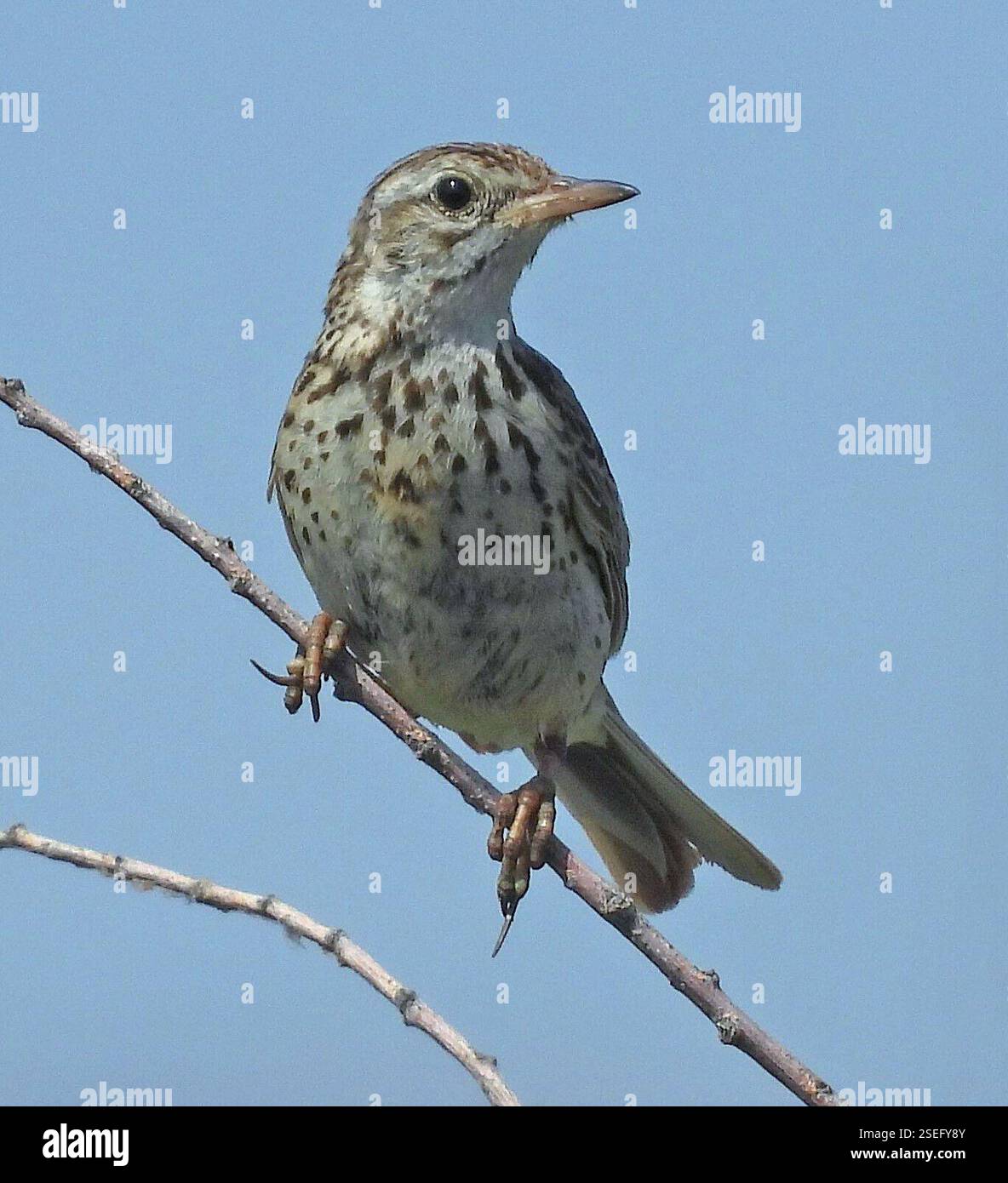 Correndera Pipit (Anthus correndera), Aves, Rawson, Chubut, Argentina Stock Photo - Alamy