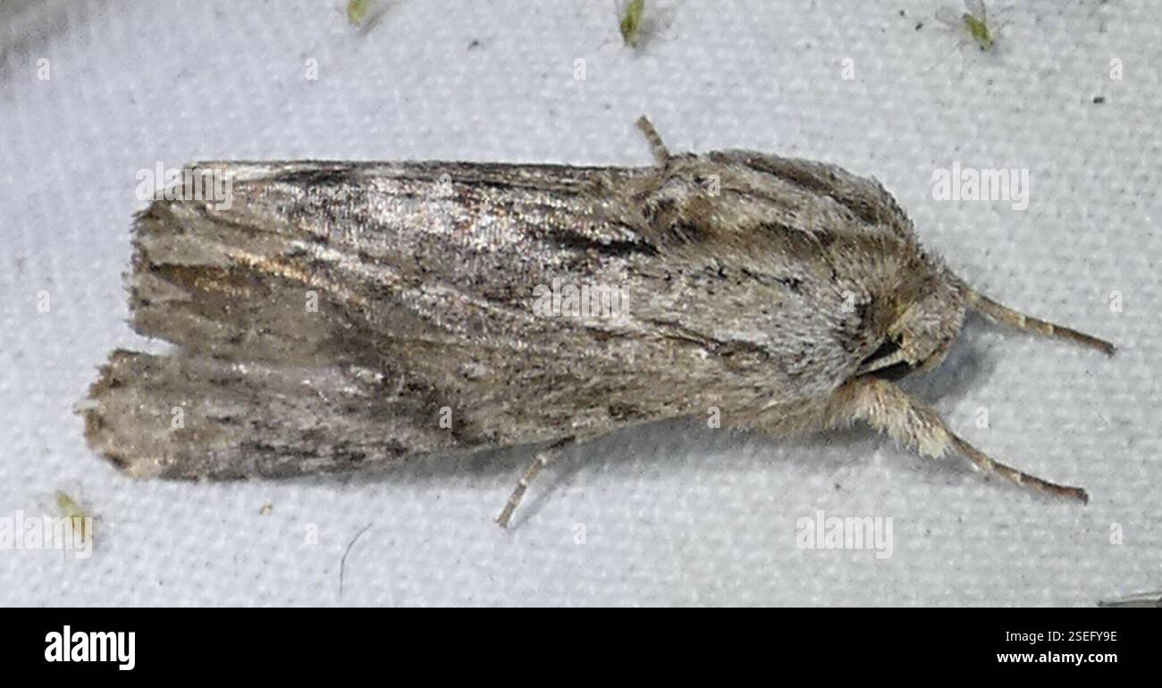Southern Armyworm Moth (Spodoptera eridania), Insecta, River Rd ...