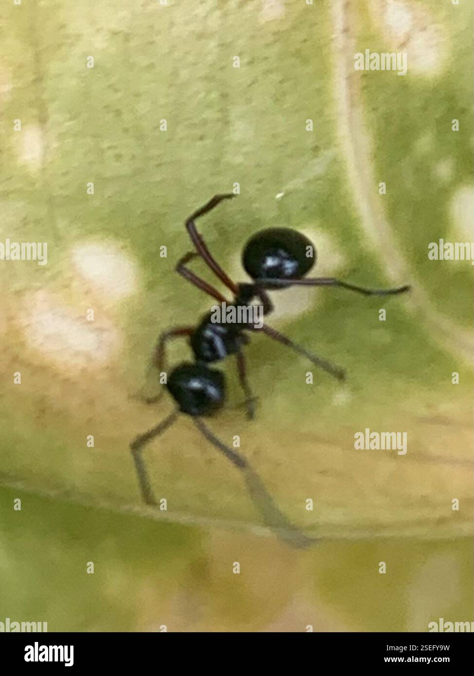 Dome-backed Spiny Ants (Cyrtomyrma), Insecta, Langkawi Island, Langkawi ...