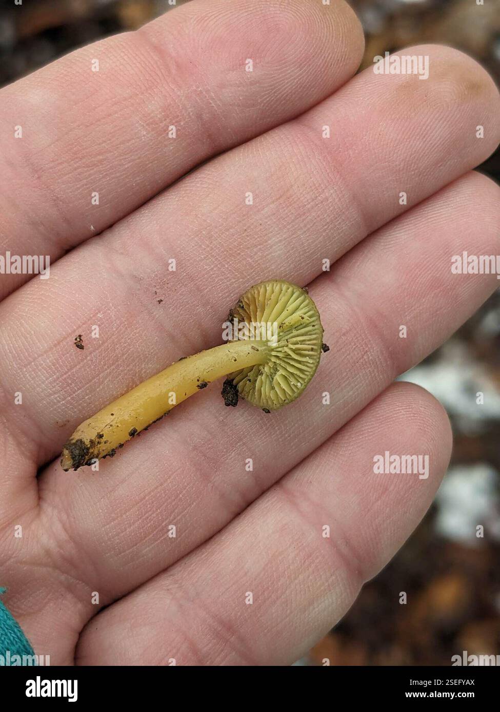 Parrot Mushroom (Gliophorus psittacinus), Fungi, Pelham, ON, Canada ...