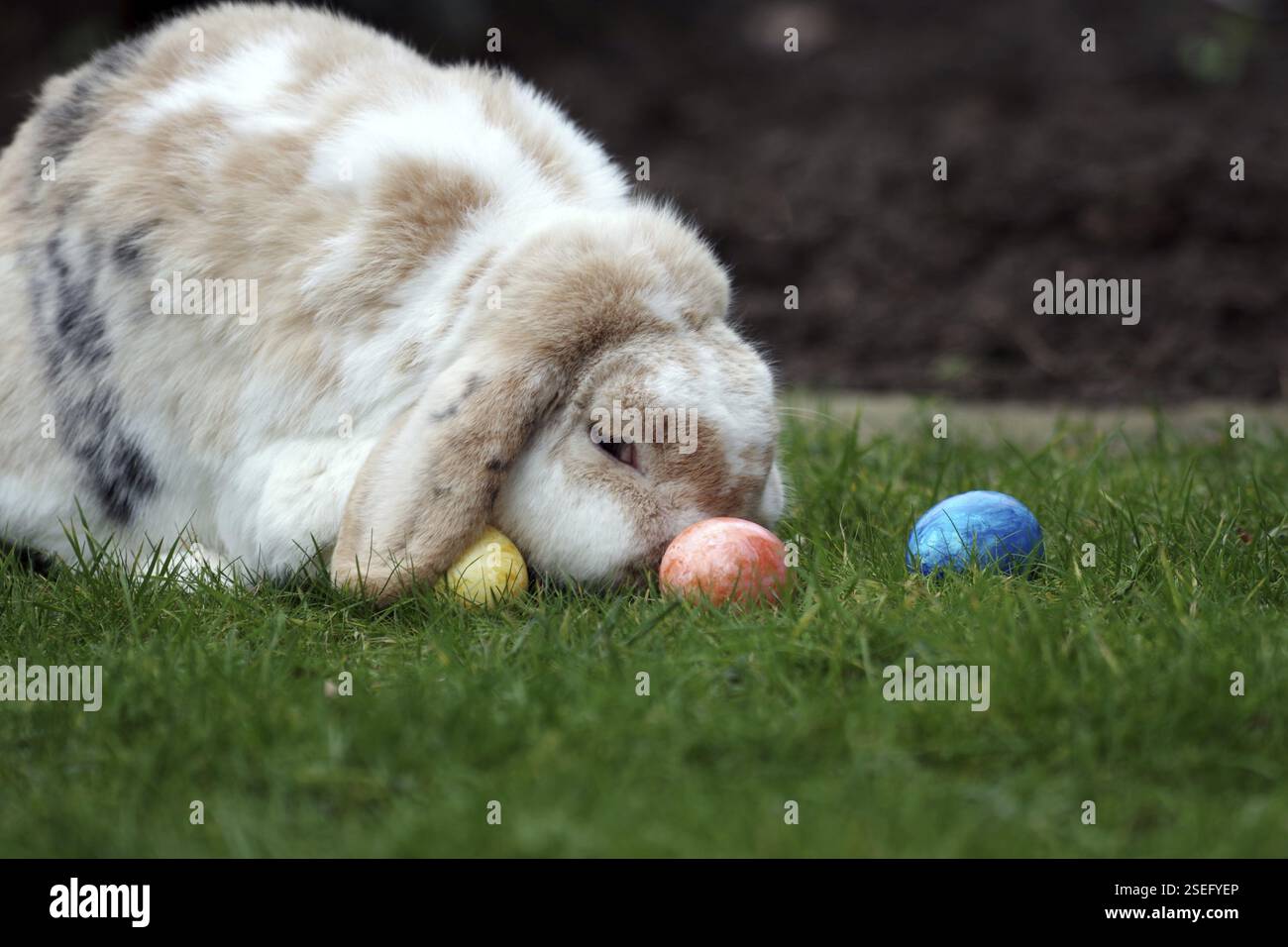 Rabbit (Oryctolagus cuniculus domestica), Easter, Ram rabbit, Easter ...