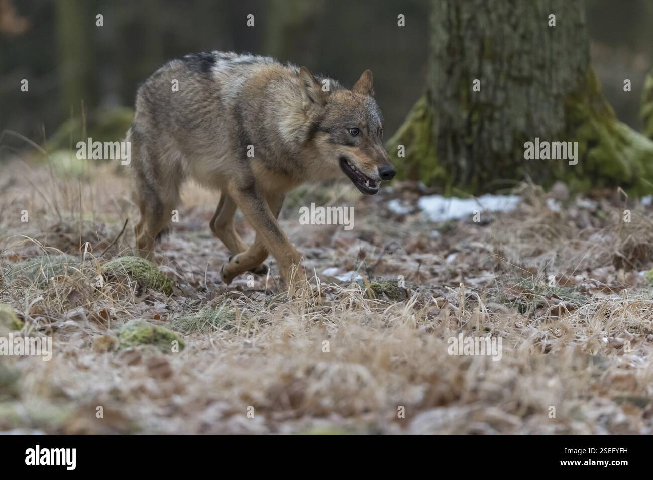 One young male eurasian gray wolf (Canis lupus lupus) running towards ...