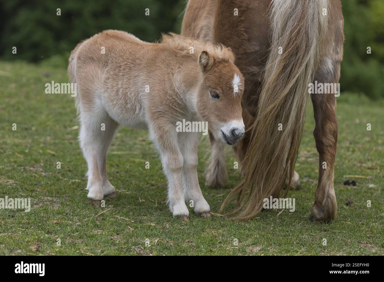 Falabella mare and foal, The Falabella (Equus ferus caballus) is the ...