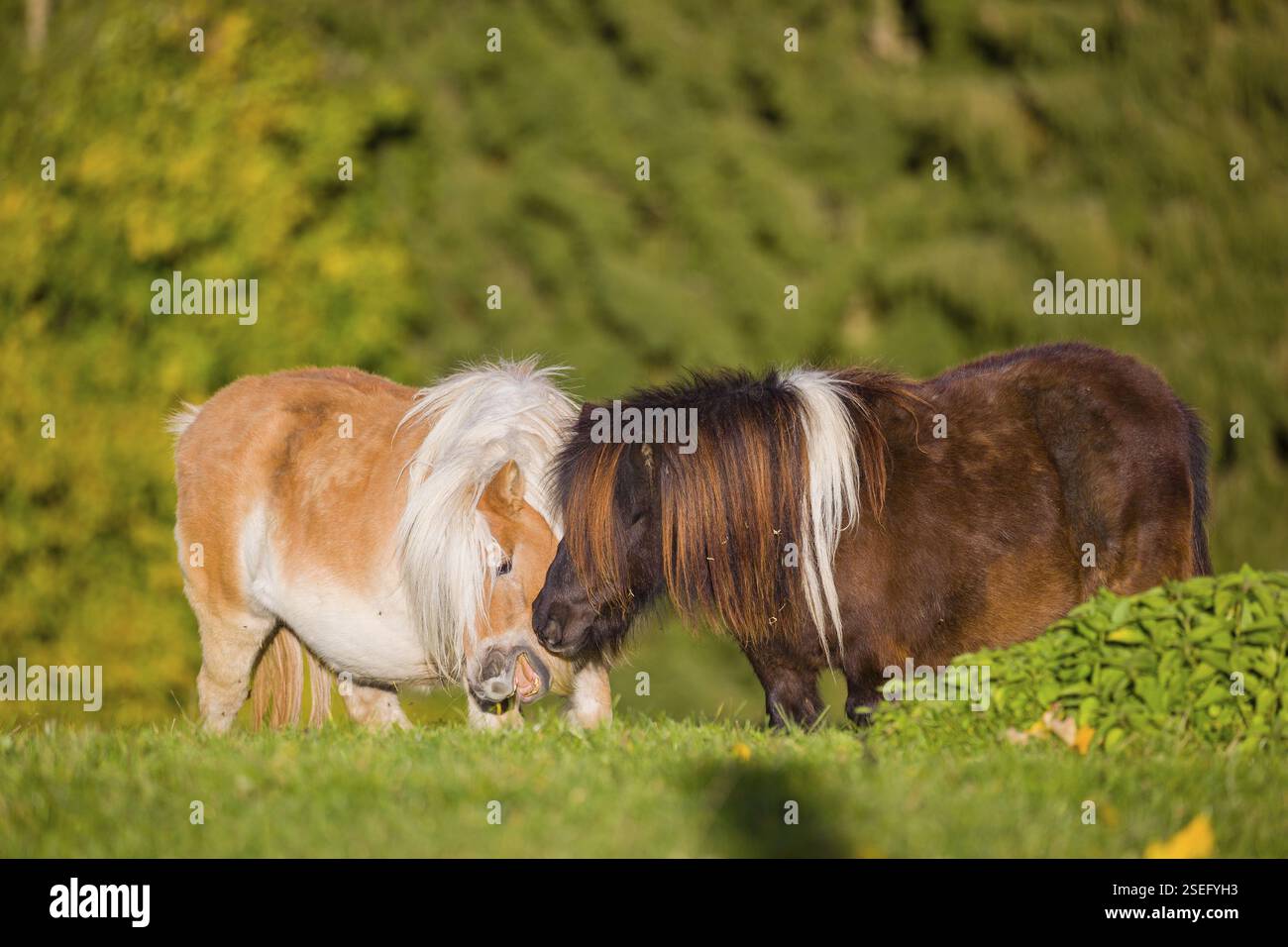 Falabella mare and stallion groom each other. The Falabella (Equus ...