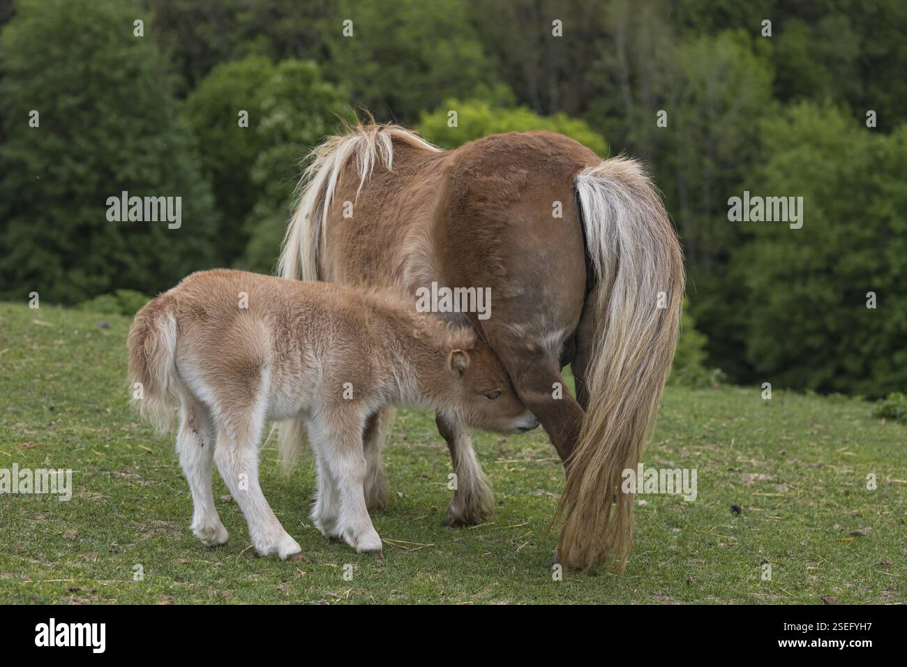 Falabella mare suckling foal, The Falabella (Equus ferus caballus) is ...