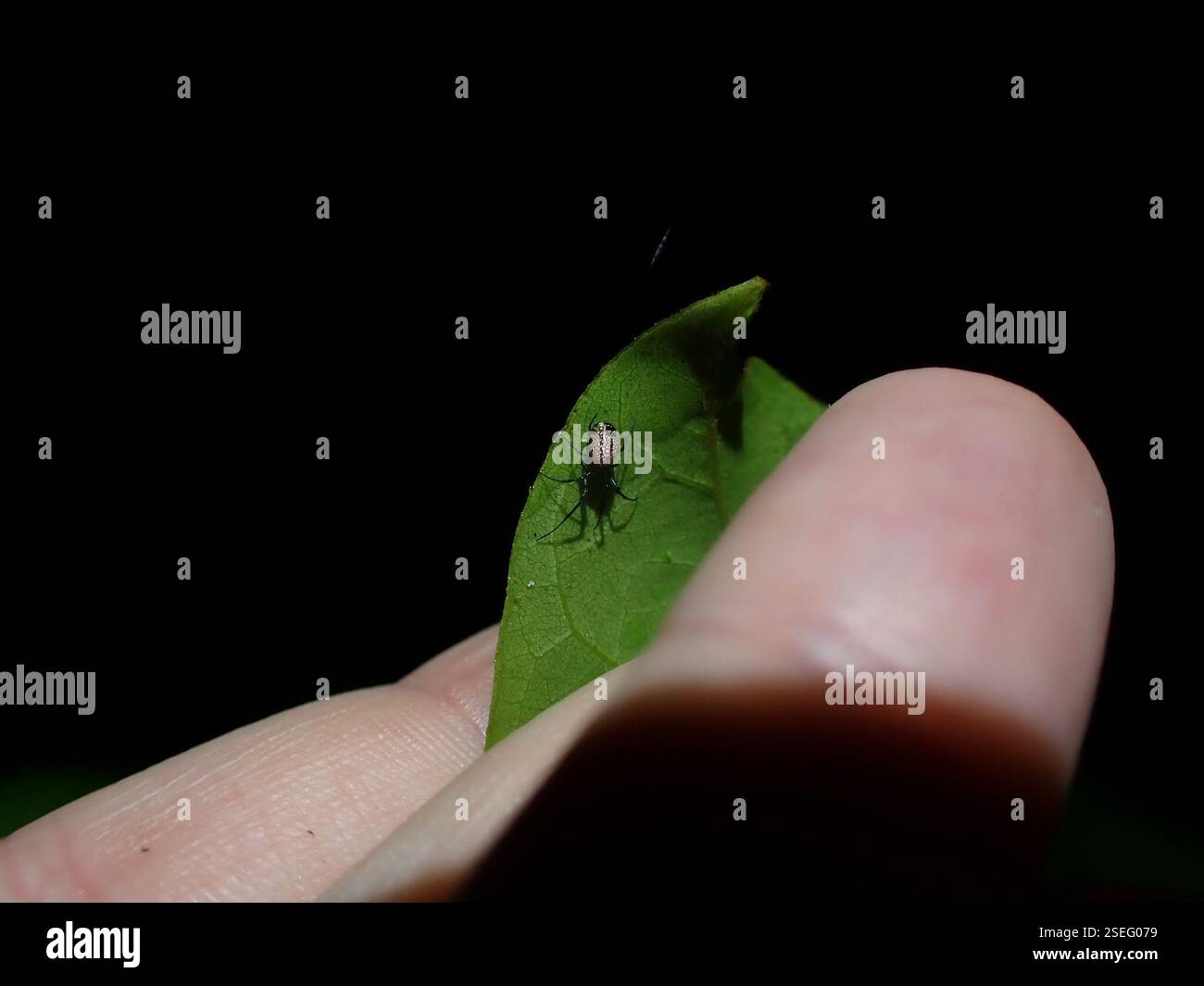 Spiders (Araneae), Arachnida, Mount Carbine QLD 4871, Australia Stock ...