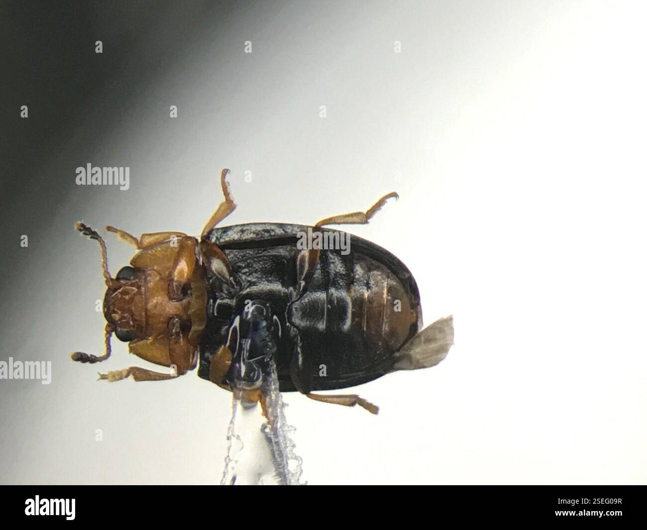 (Triplax dissimulator), Insecta, Côte-Nord, QC, Canada Stock Photo - Alamy