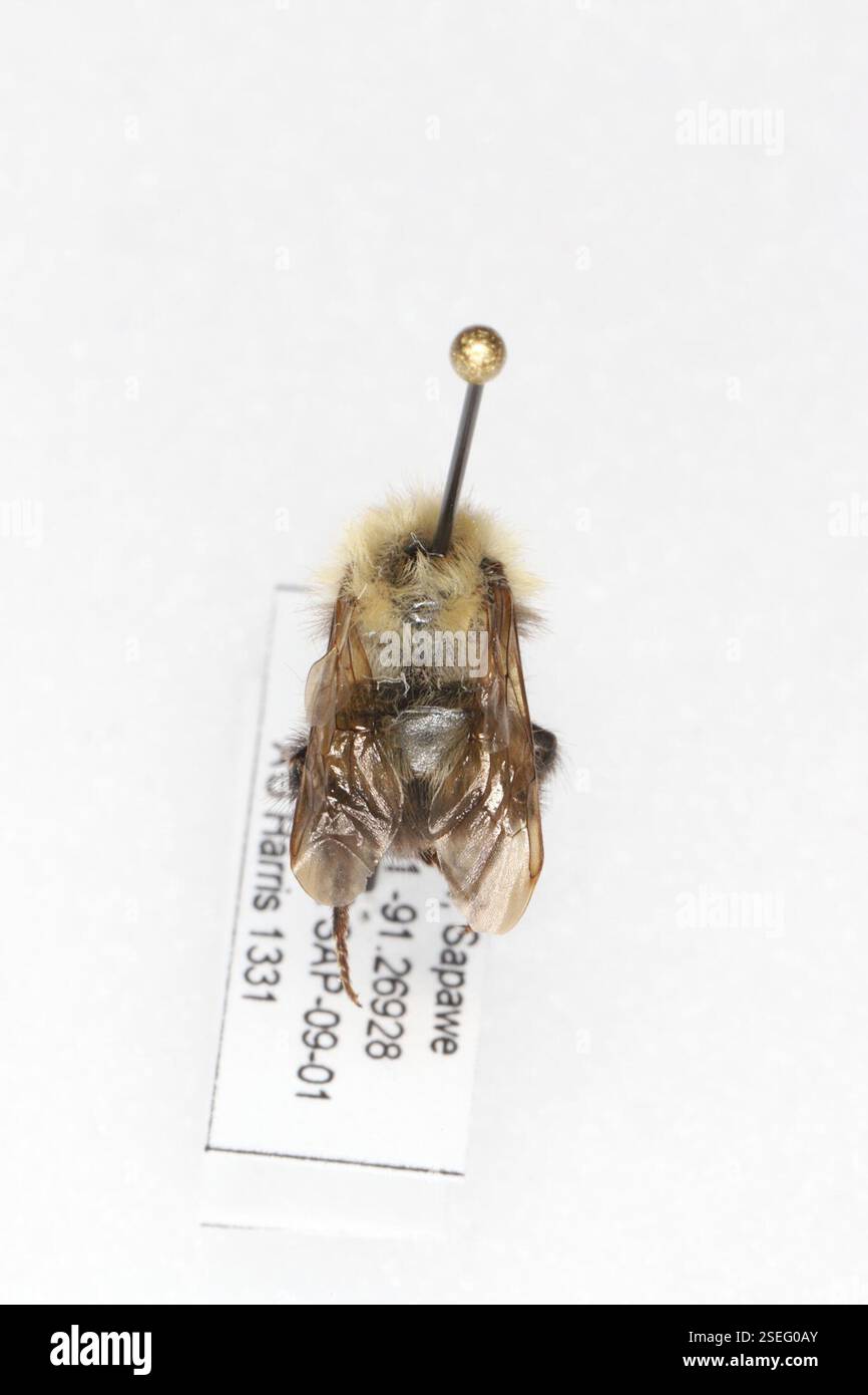 Perplexing Bumble Bee (Bombus perplexus), Insecta, Rainy River District ...