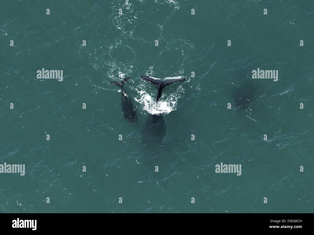 Humpback whales (Megaptera novaeangliae), Ningaloo Reef, aerial view ...
