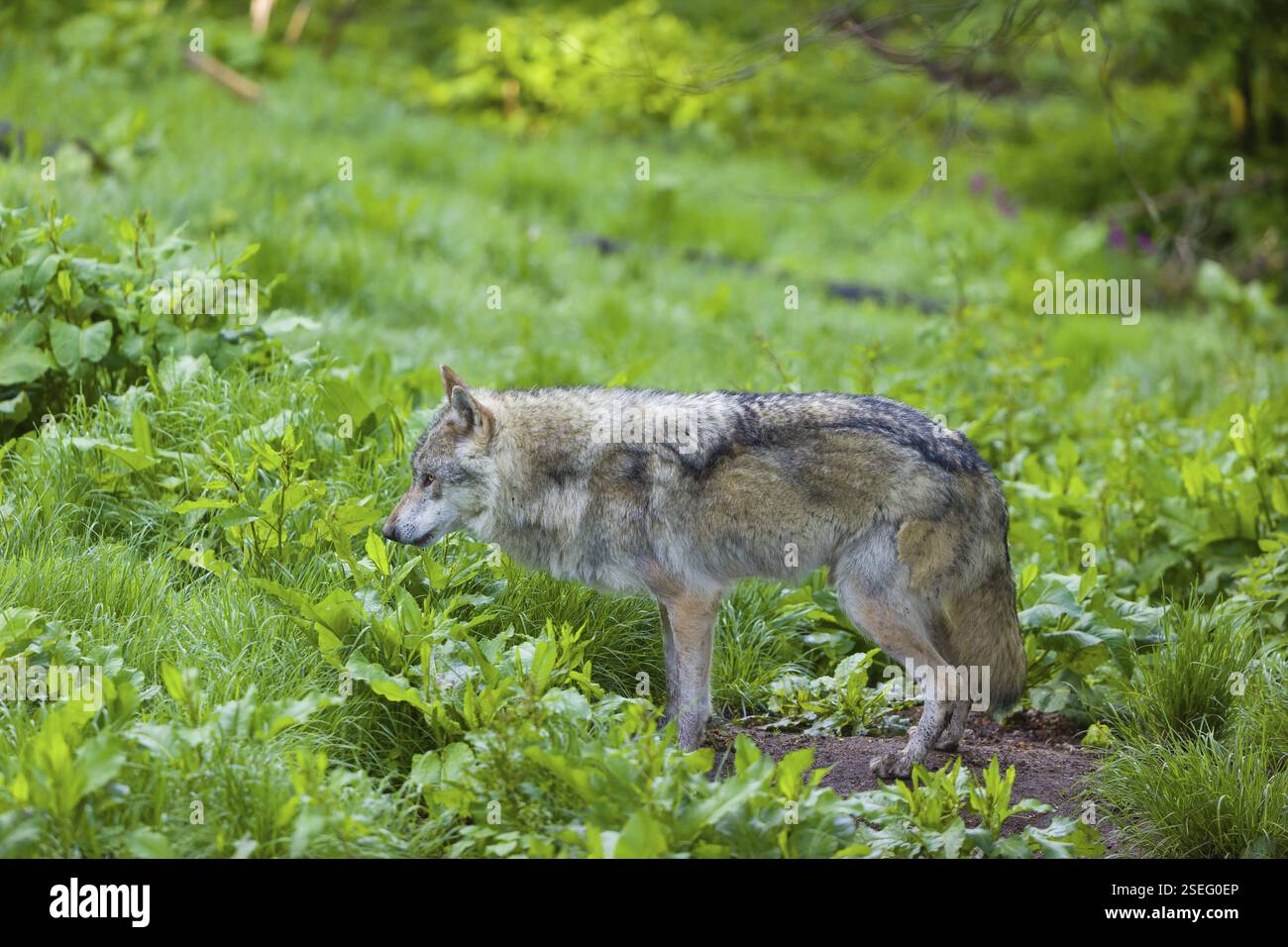 One eurasian gray wolf (Canis lupus lupus) walks over a green meadow in ...