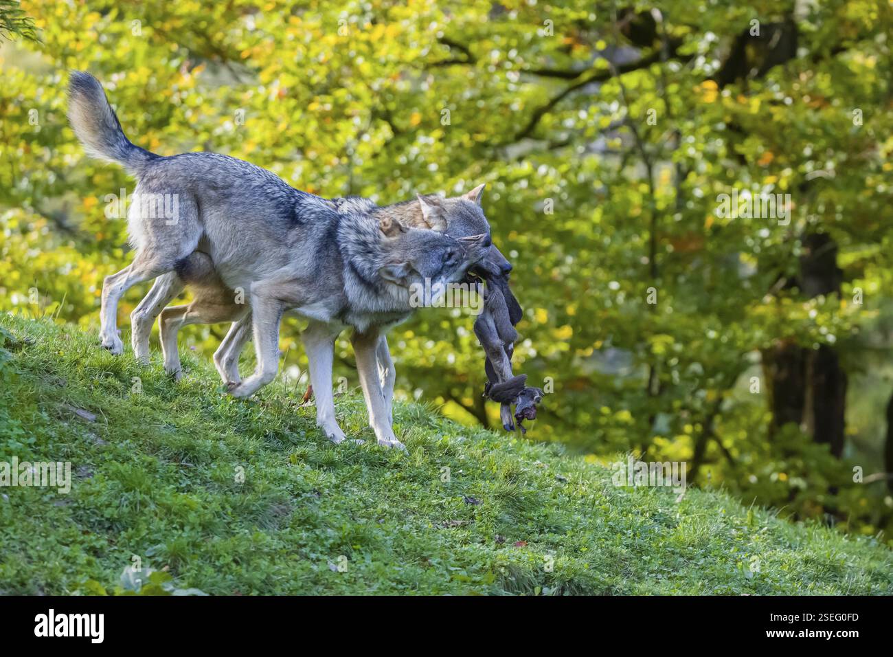 Two Eurasian gray wolves (Canis lupus lupus) standing on a hill, fighting over food, the leg of ...