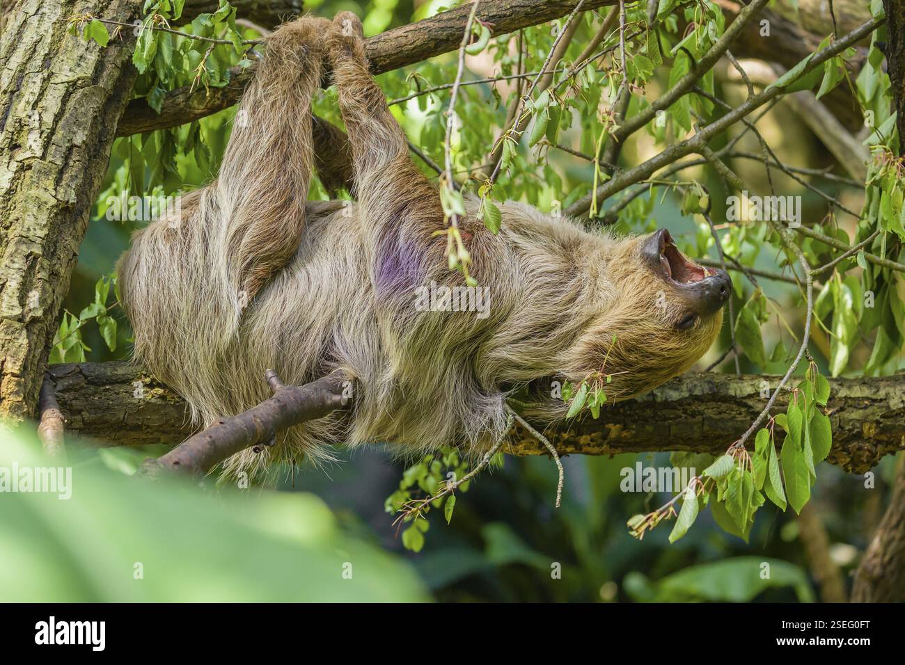 A Linnaeus's two-toed sloth (Choloepus didactylus) hangs down from a ...