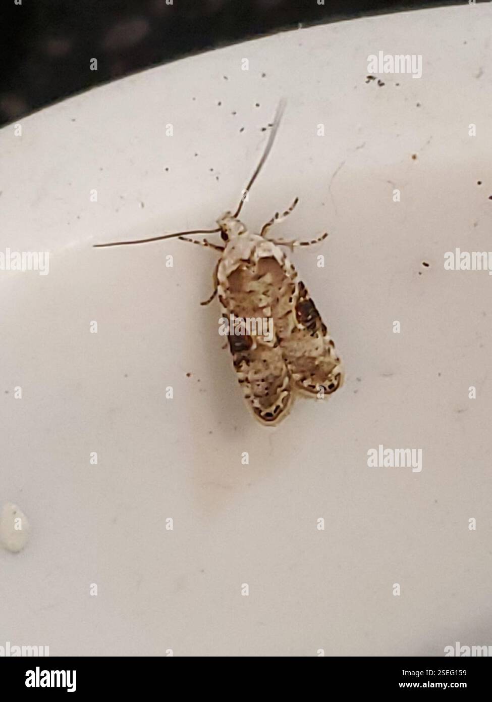 Poison hemlock moth (Agonopterix alstroemeriana), Insecta, Fergus ...