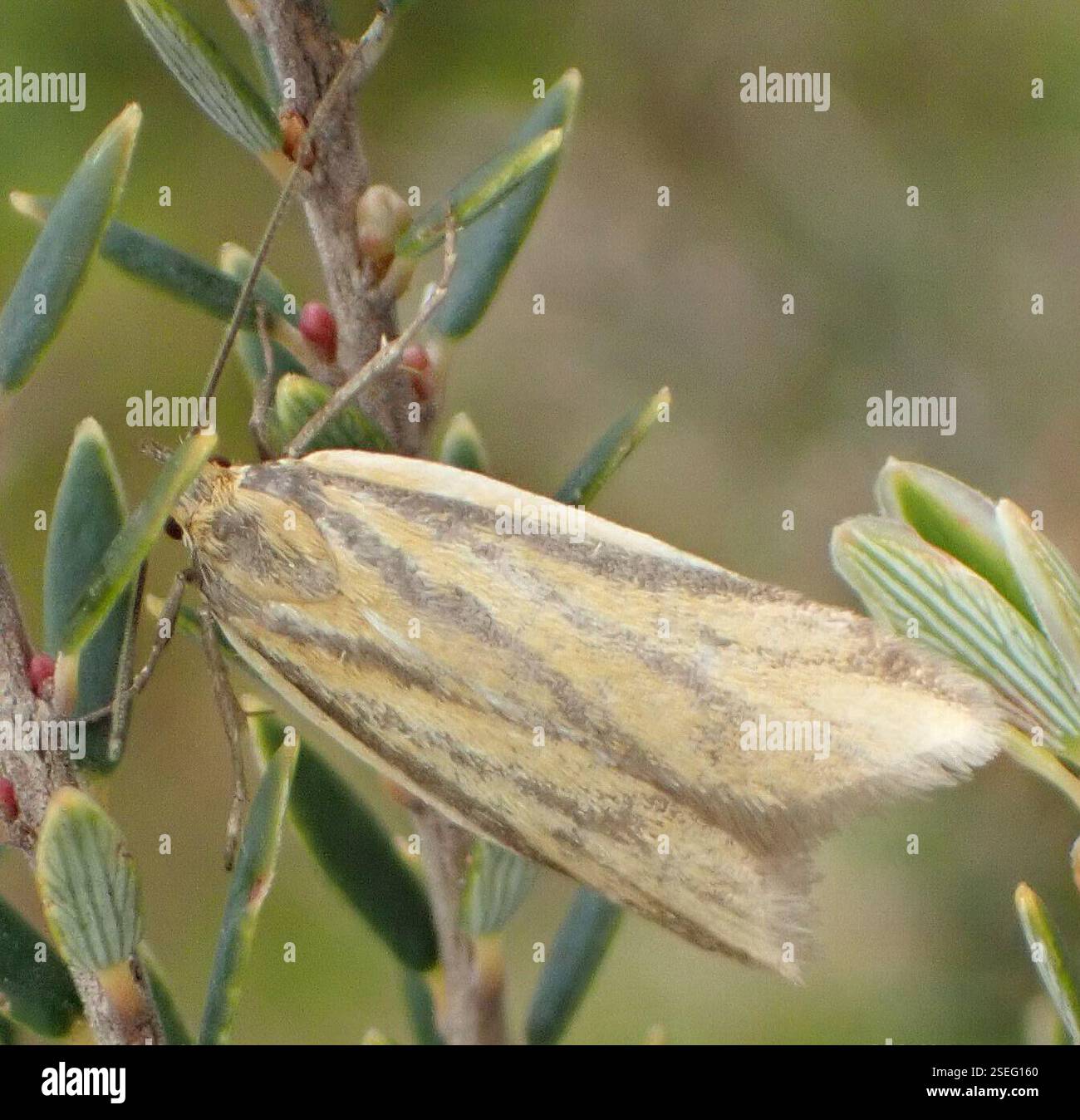 Butterflies and Moths (Lepidoptera), Insecta, Tasmania, AU Stock Photo ...