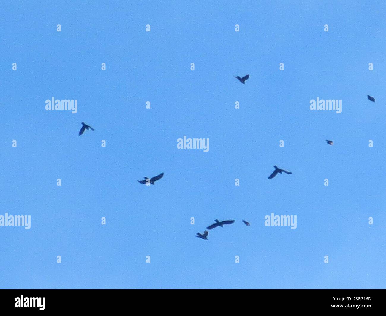 Common Grackle (Quiscalus quiscula), Aves, Georgetown, GA, USA, so many ...