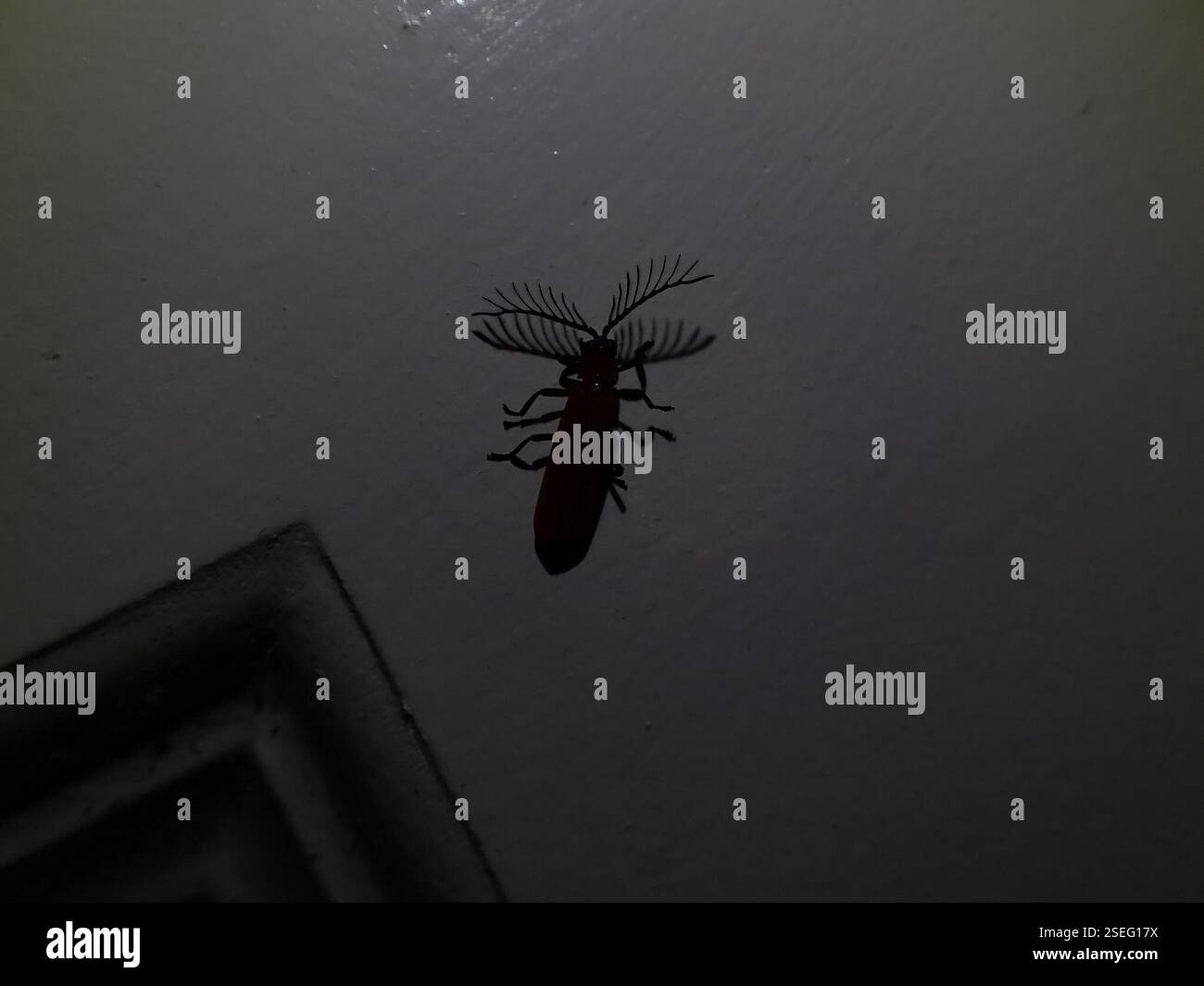 Net-winged Beetles (Lycidae), Insecta, Queensland, AU Stock Photo - Alamy