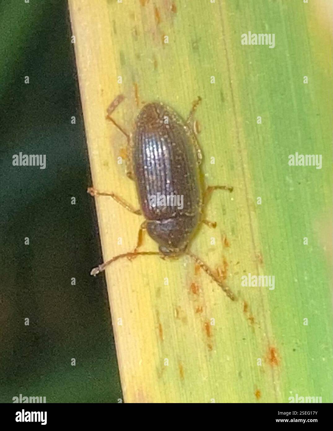 Beetles (Coleoptera), Insecta, Florida, US, they were ALL OVER the ...