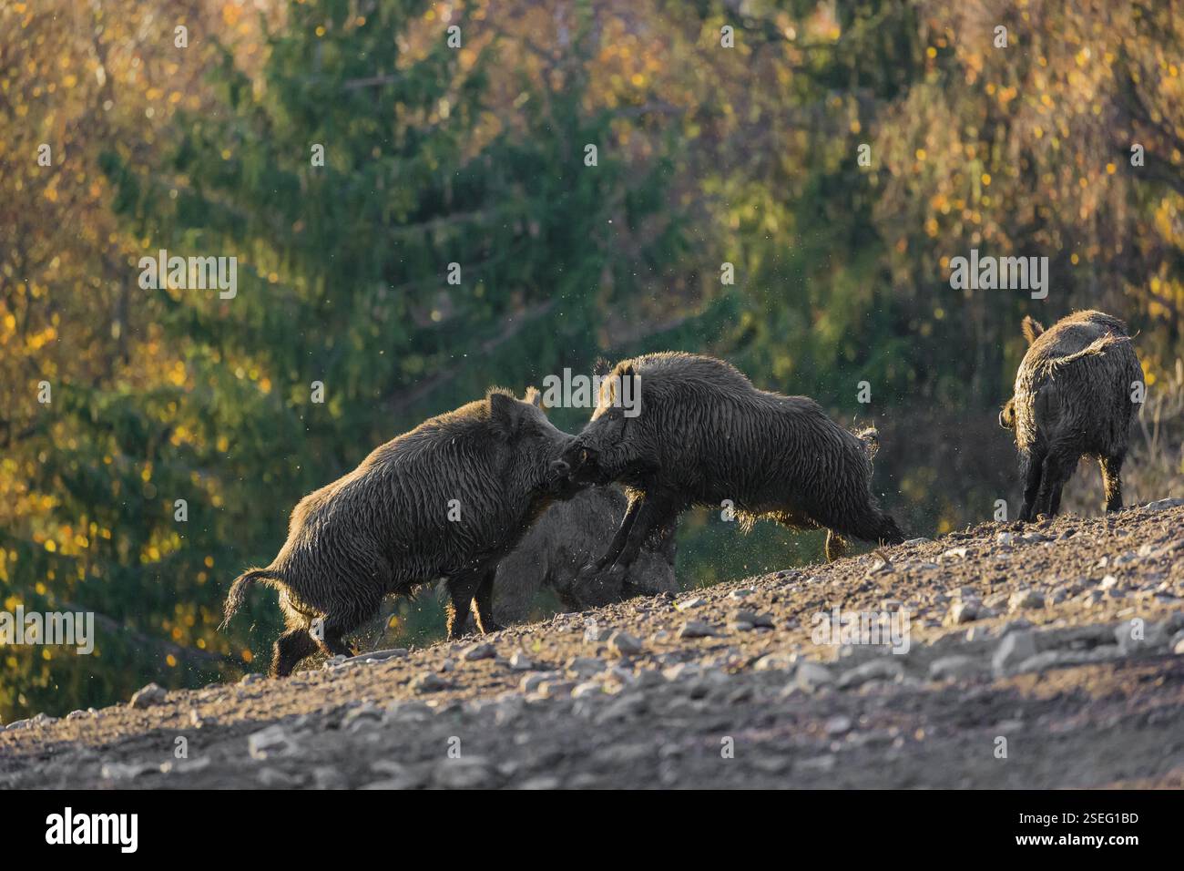 Two wild boar or wild pig (Sus scrofa) fight on an opening Stock Photo ...
