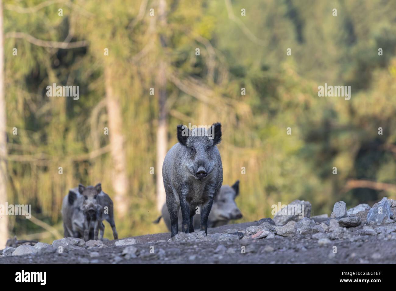 Four adult wild boar or wild pig (Sus scrofa) walking over an opening ...