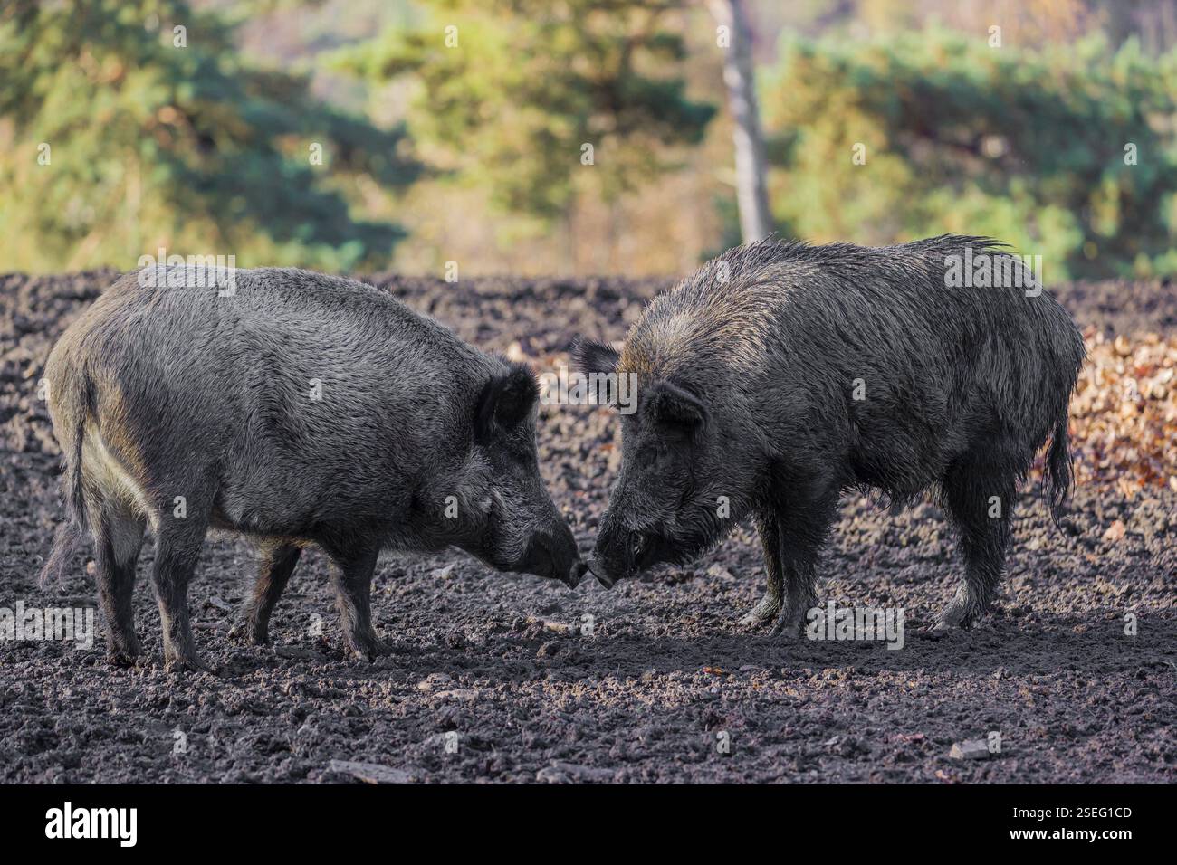 Pig fight hi-res stock photography and images - Alamy