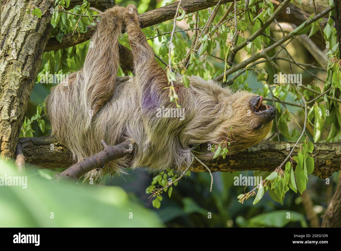 A Linnaeus's two-toed sloth (Choloepus didactylus) hangs down from a ...
