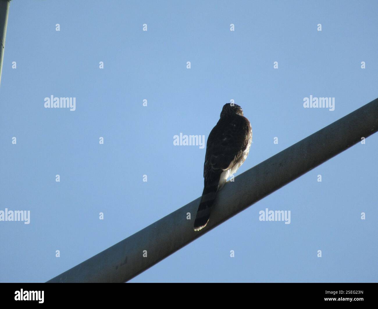 Cooper's Hawk (Astur cooperii), Aves, Palo Alto, CA, USA Stock Photo ...