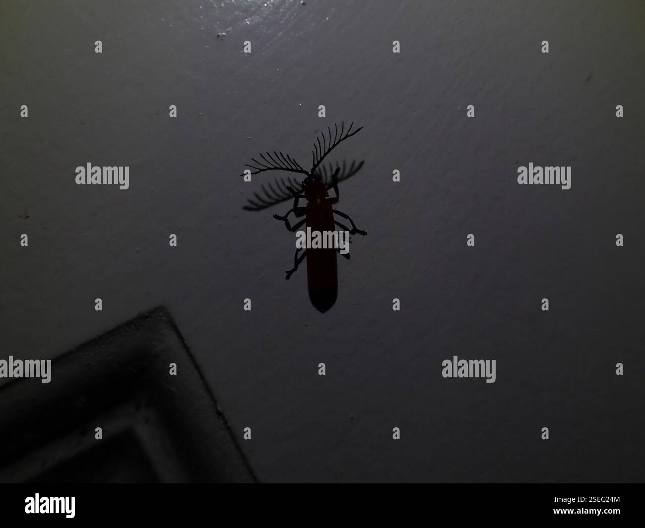 Net-winged Beetles (Lycidae), Insecta, Queensland, AU Stock Photo - Alamy