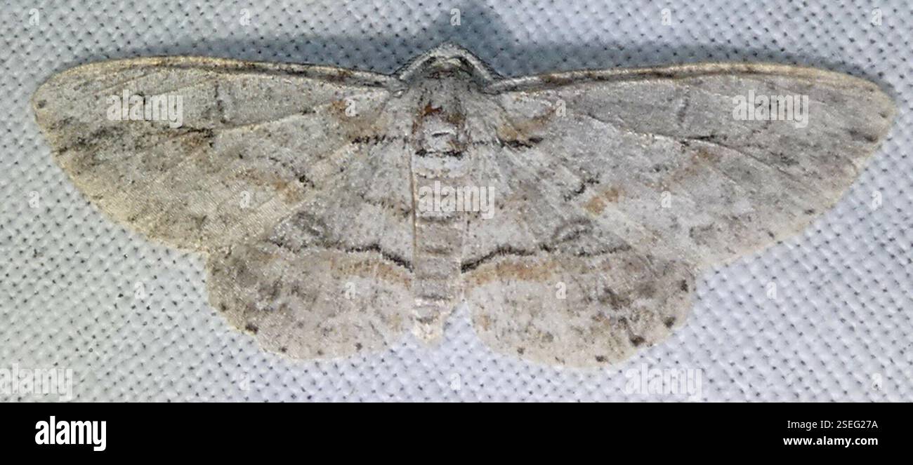Brown-shaded Gray (Iridopsis defectaria), Insecta, River Rd. Preserve ...
