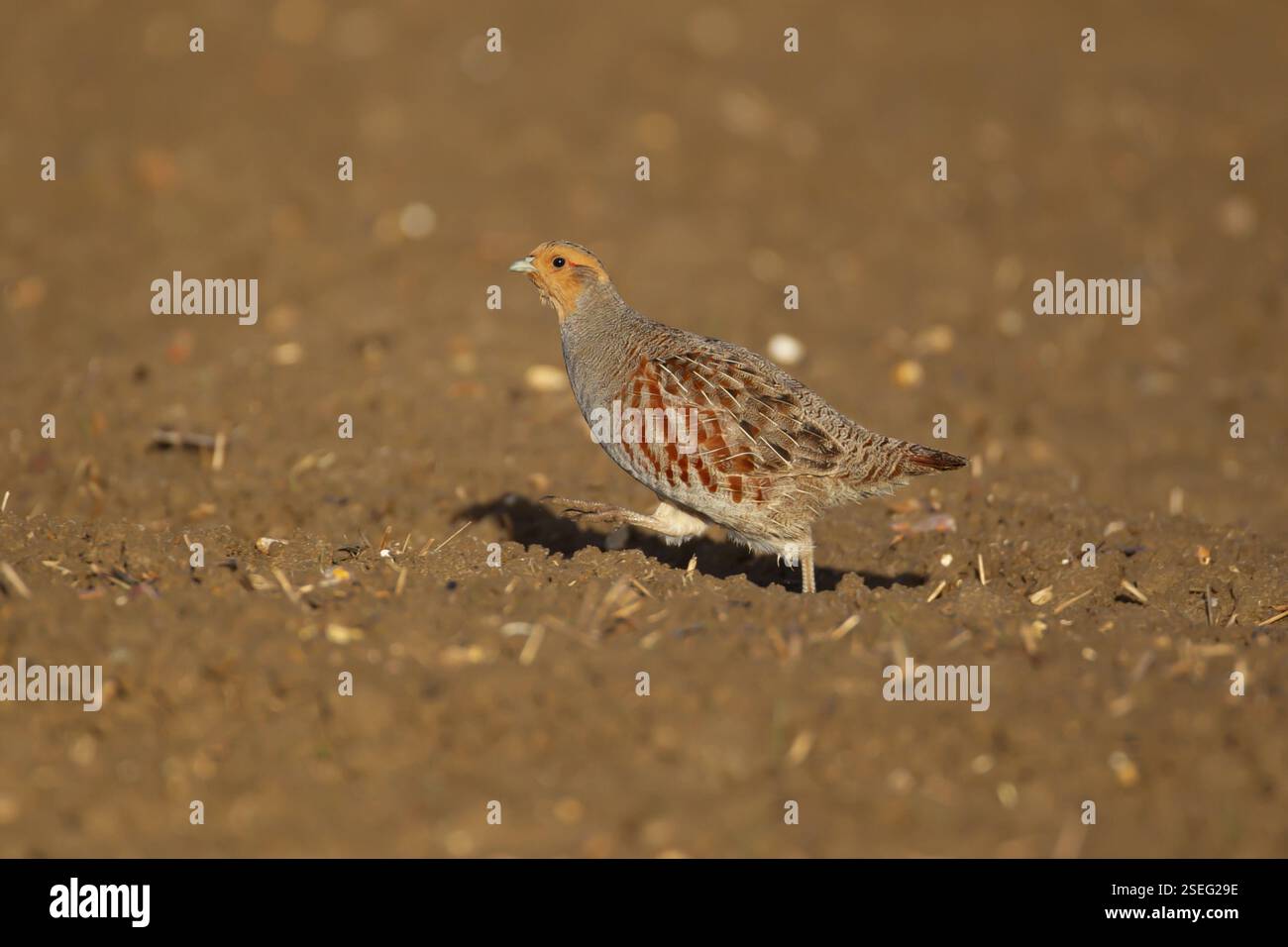 Partridge walks hi-res stock photography and images - Alamy