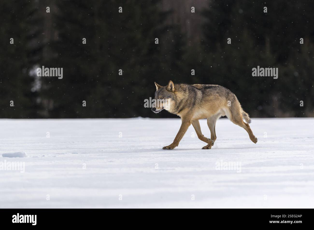 One male eurasian gray wolf (Canis lupus lupus) walking thru deep snow ...