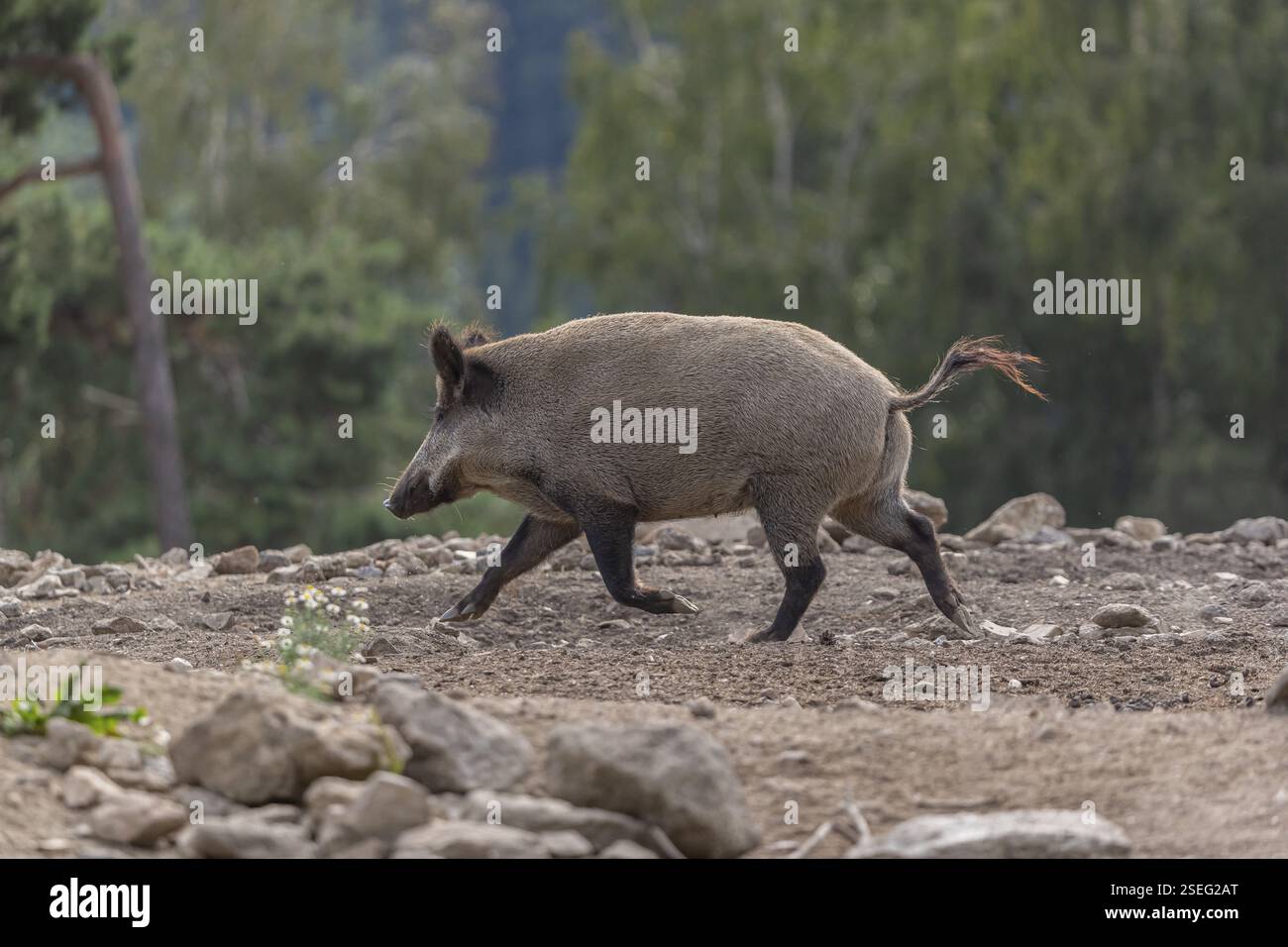 One wild boar or wild pig (Sus scrofa) running fast over an opening ...