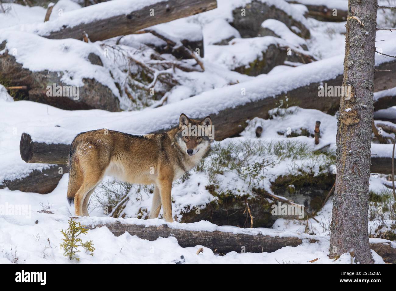 One adult eurasian gray wolf (Canis lupus lupus) walking thru a snow ...