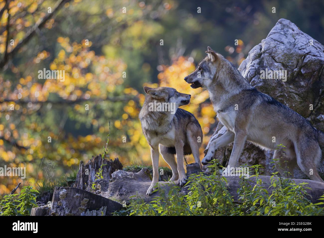 Two eurasian gray wolves (Canis lupus lupus) stand on a log in front of ...