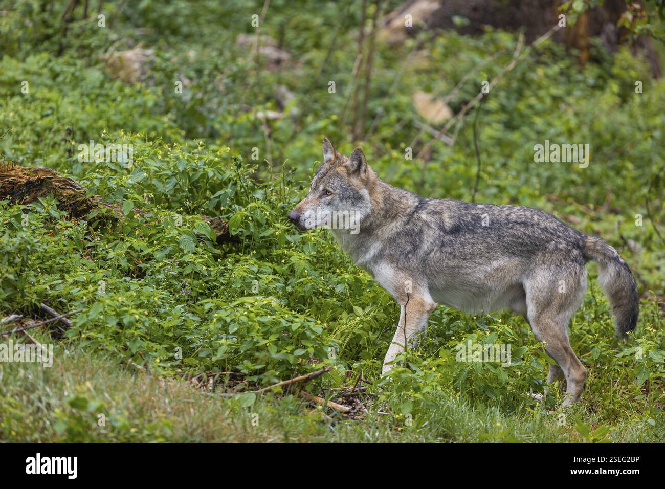 One adult eurasian gray wolf (Canis lupus lupus) walking through the ...