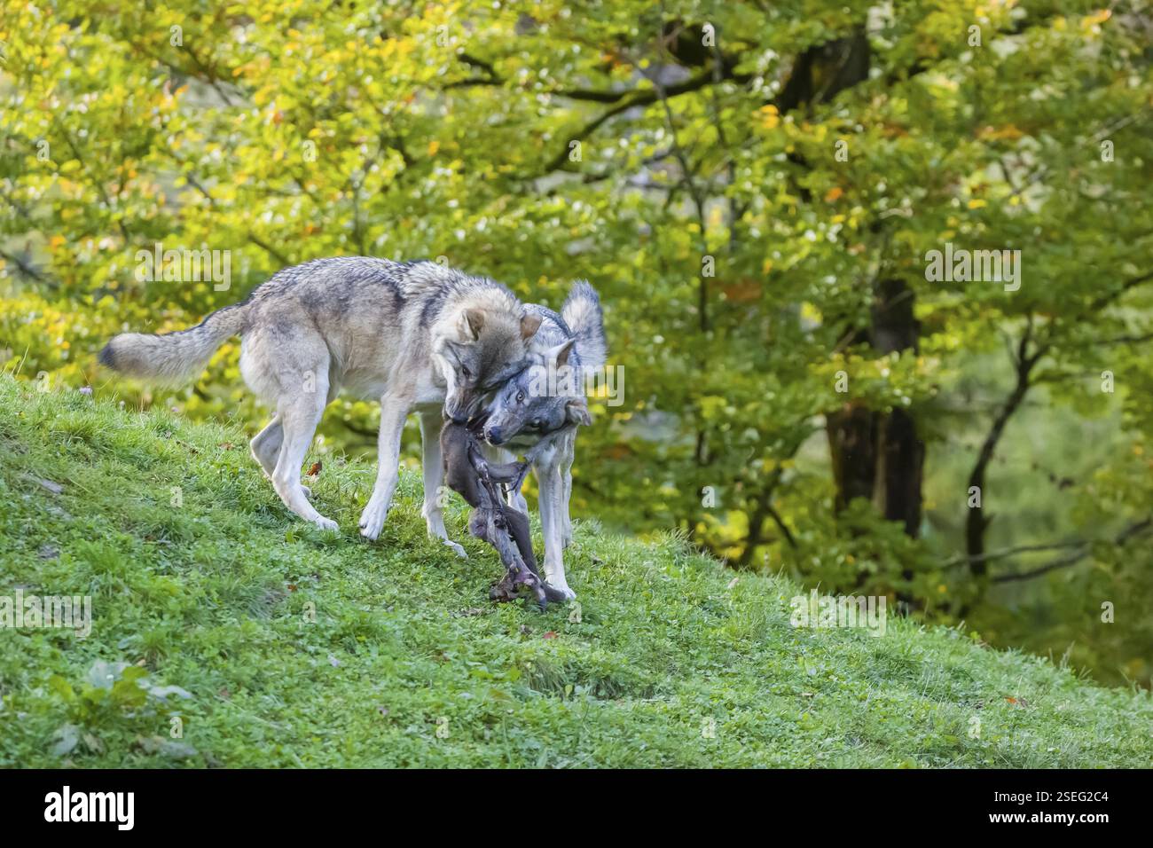 Two fighting wolves hi-res stock photography and images - Alamy