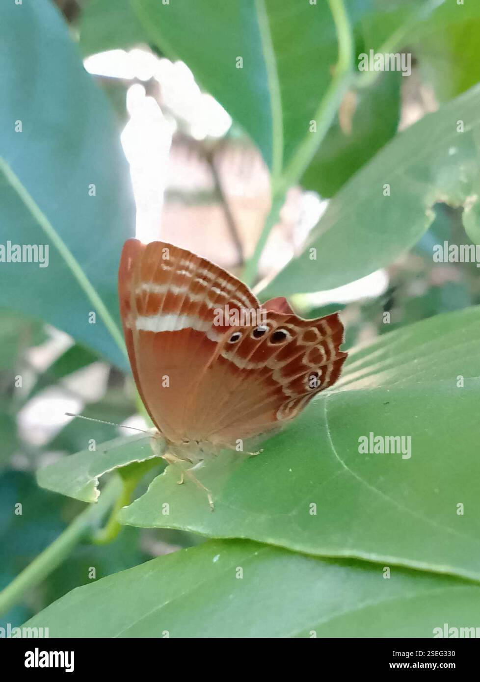 Plum Judy (Abisara echerius), Insecta, Hpa-An Stock Photo - Alamy