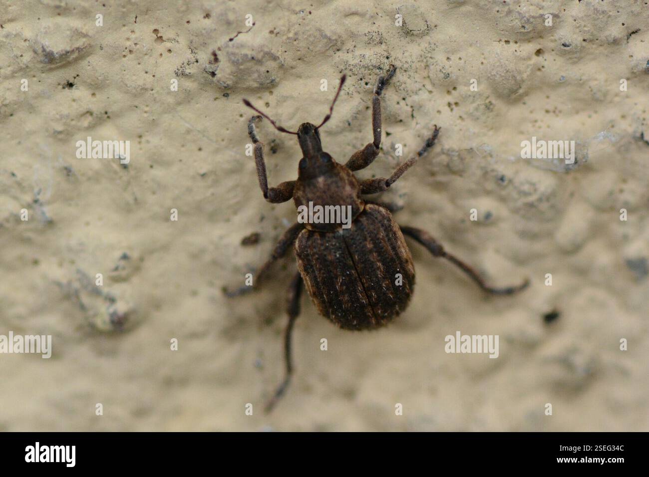 Clover Leaf Weevil (Brachypera zoilus), Insecta, 5080 Laufenburg ...