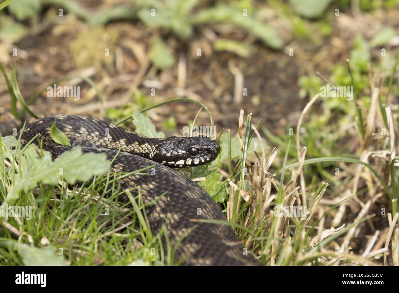 Common european adder or European viper (Vipera berus) adult snake in ...